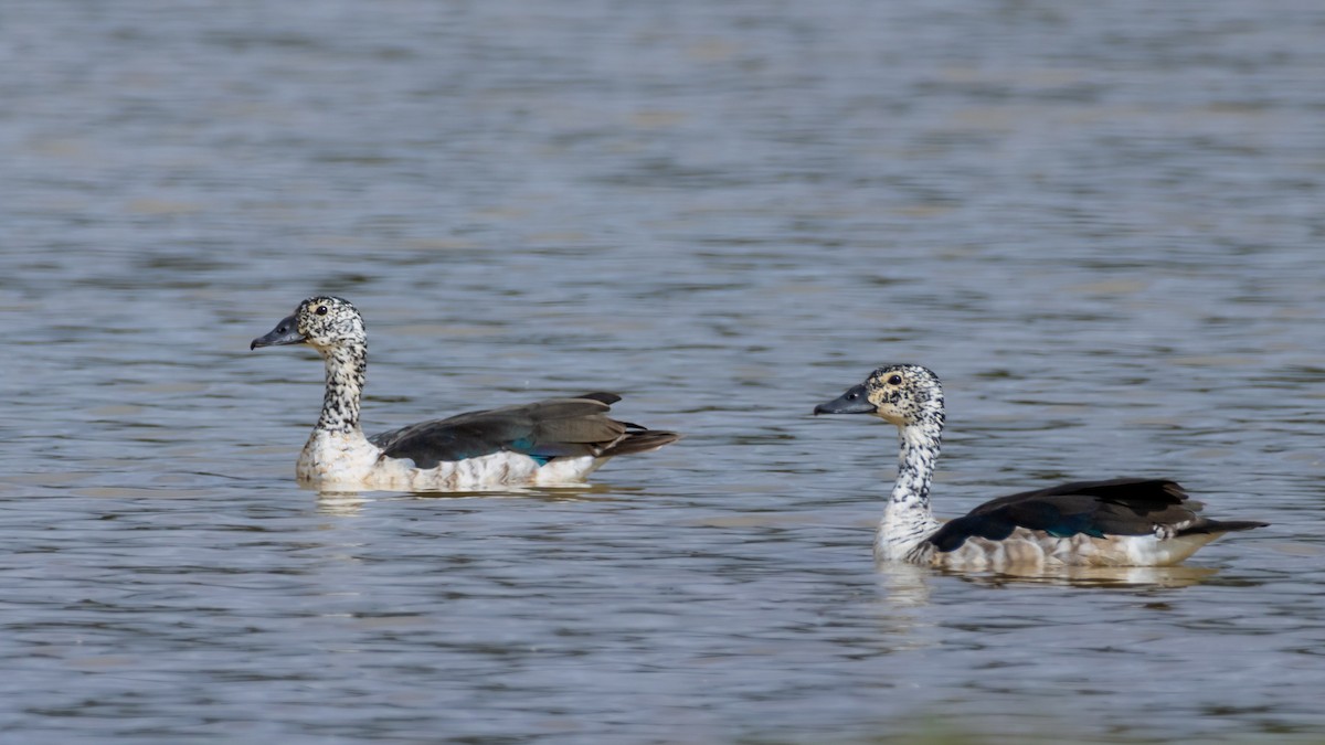ML583525251 - Knob-billed Duck - Macaulay Library