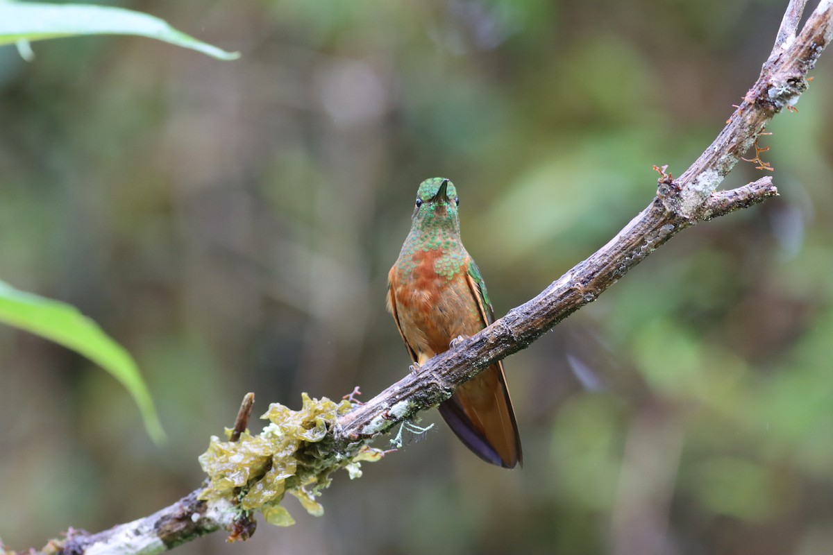 ML583556531 - Chestnut-breasted Coronet - Macaulay Library