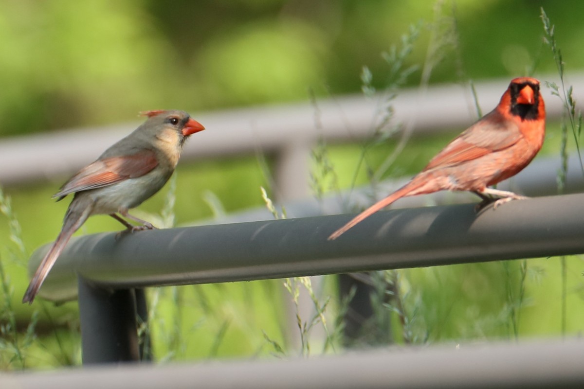 ML583558991 - Northern Cardinal - Macaulay Library