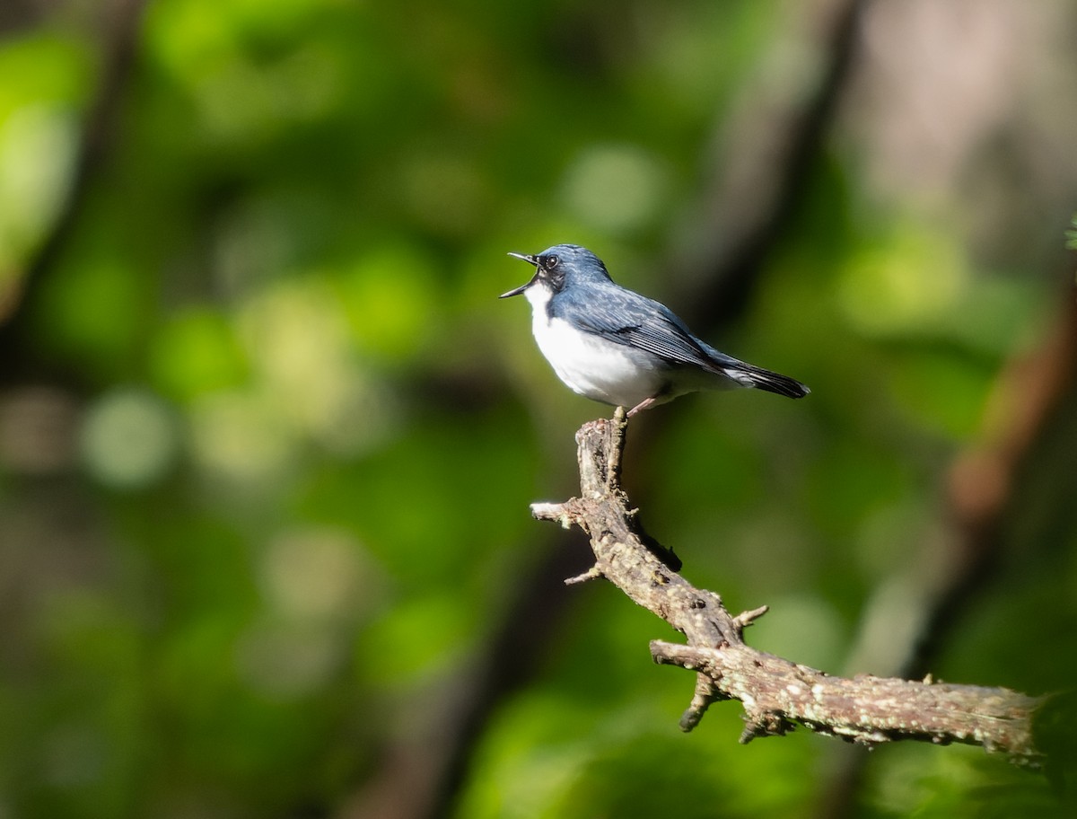 ML583640101 - Siberian Blue Robin - Macaulay Library