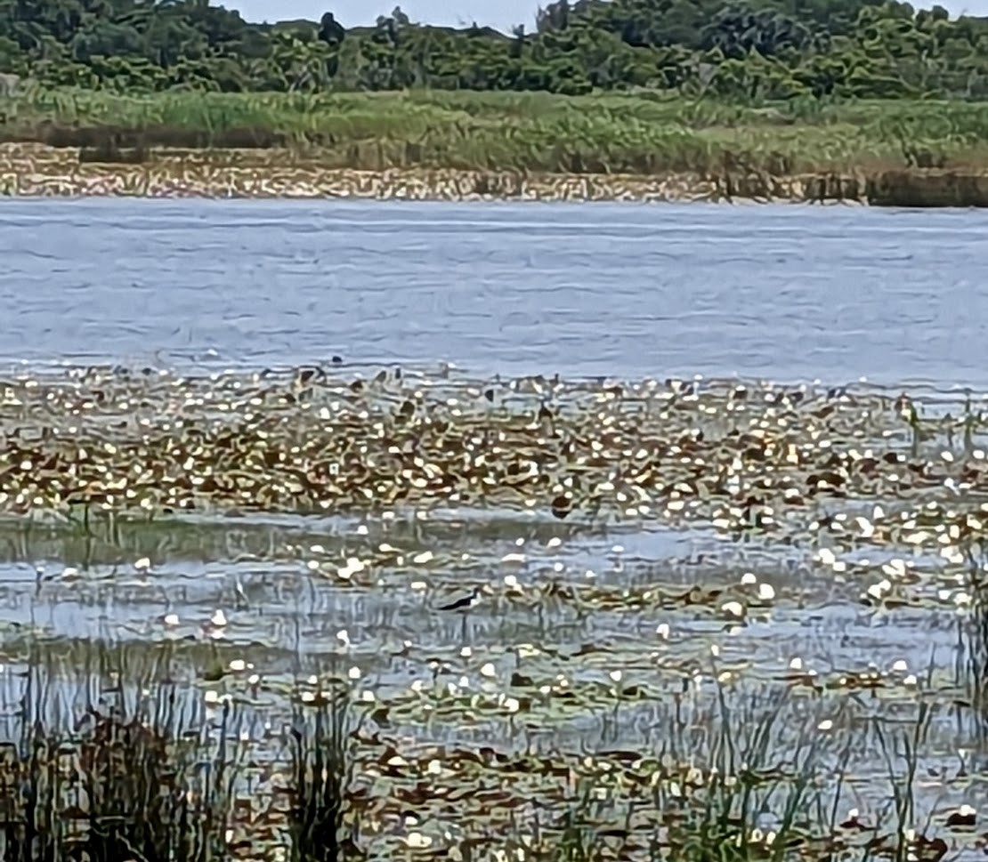 eBird Checklist - 11 Jun 2023 - **Back Bay NWR - 31 species