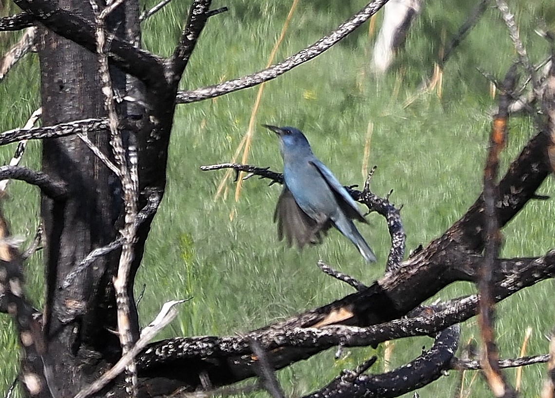 ML583764961 - Pinyon Jay - Macaulay Library