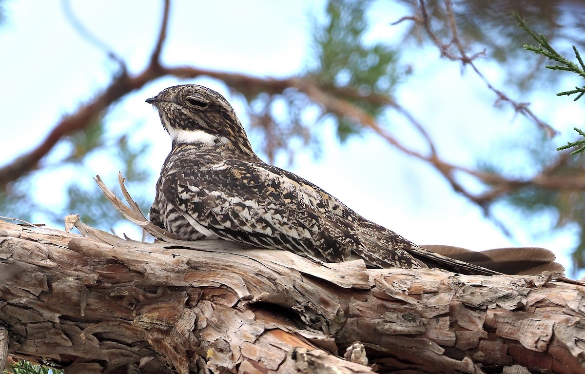 ML583779141 - Common Nighthawk - Macaulay Library