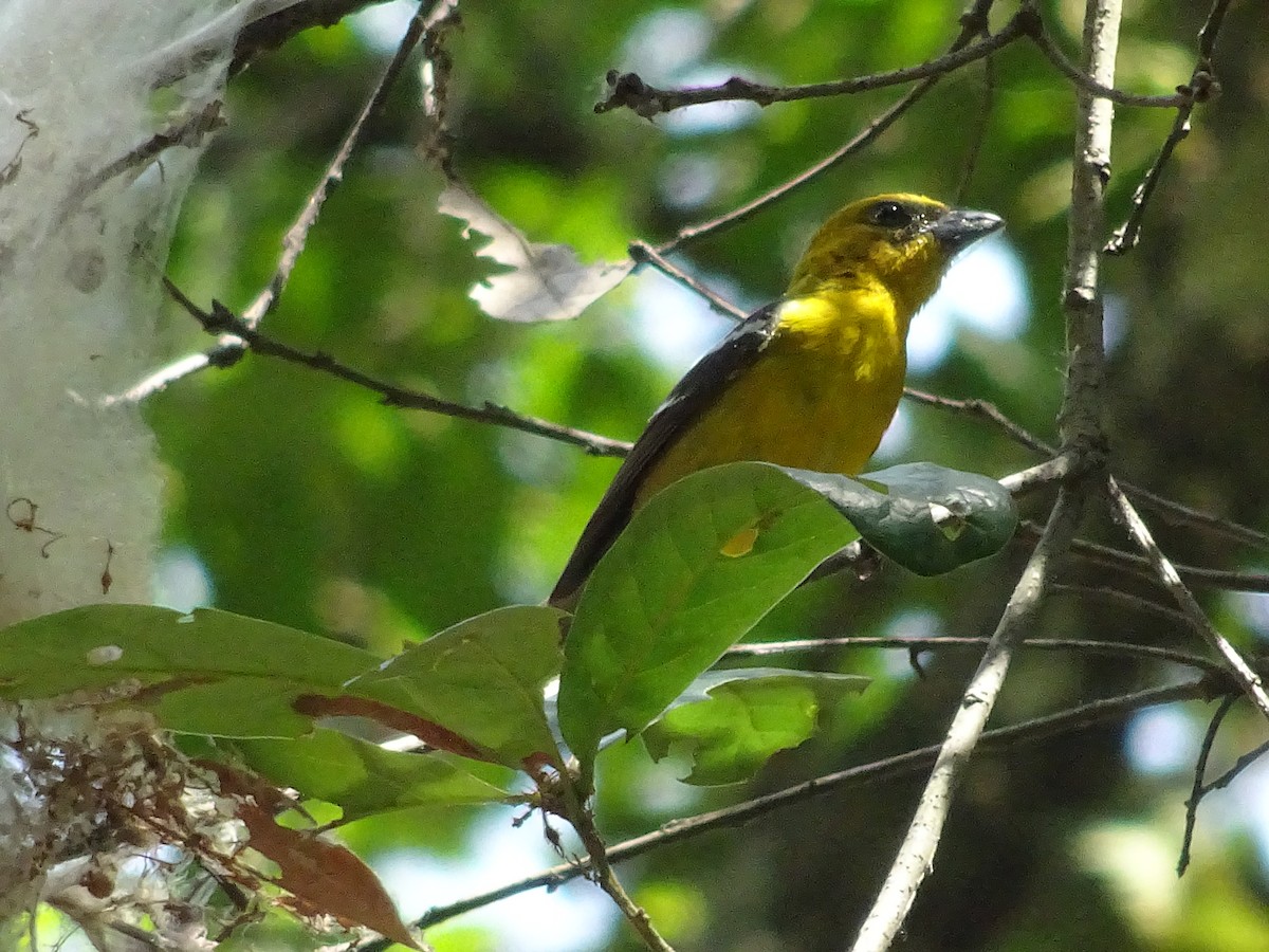 ML583862411 - Flame-colored Tanager - Macaulay Library