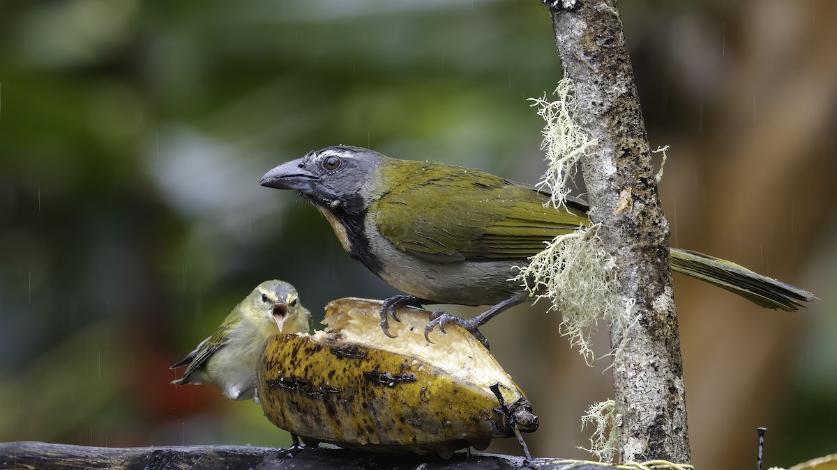 ML583869361 - Buff-throated Saltator - Macaulay Library