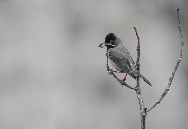Finding and reporting ringed birds in Greece & a case for Ringing ...