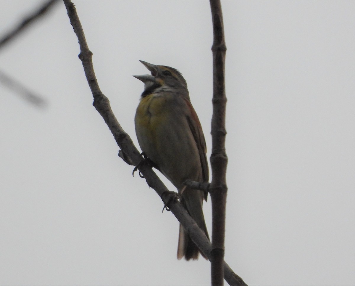 eBird Checklist - 12 Jun 2023 - Clinton WMA - 36 species