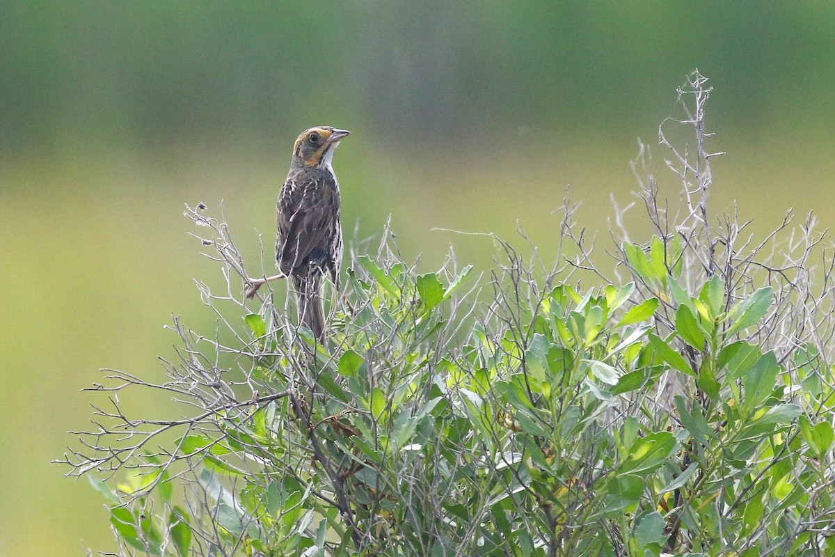 eBird Checklist - 12 Jun 2023 - Prime Hook NWR— Slaughter Creek Marshes ...