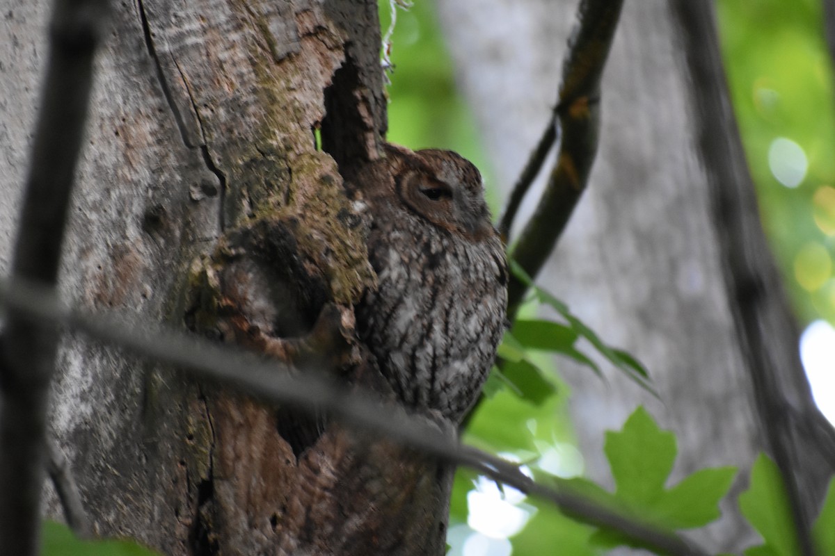 eBird Checklist - 12 Jun 2023 - Rose City Golf Course - 4 species