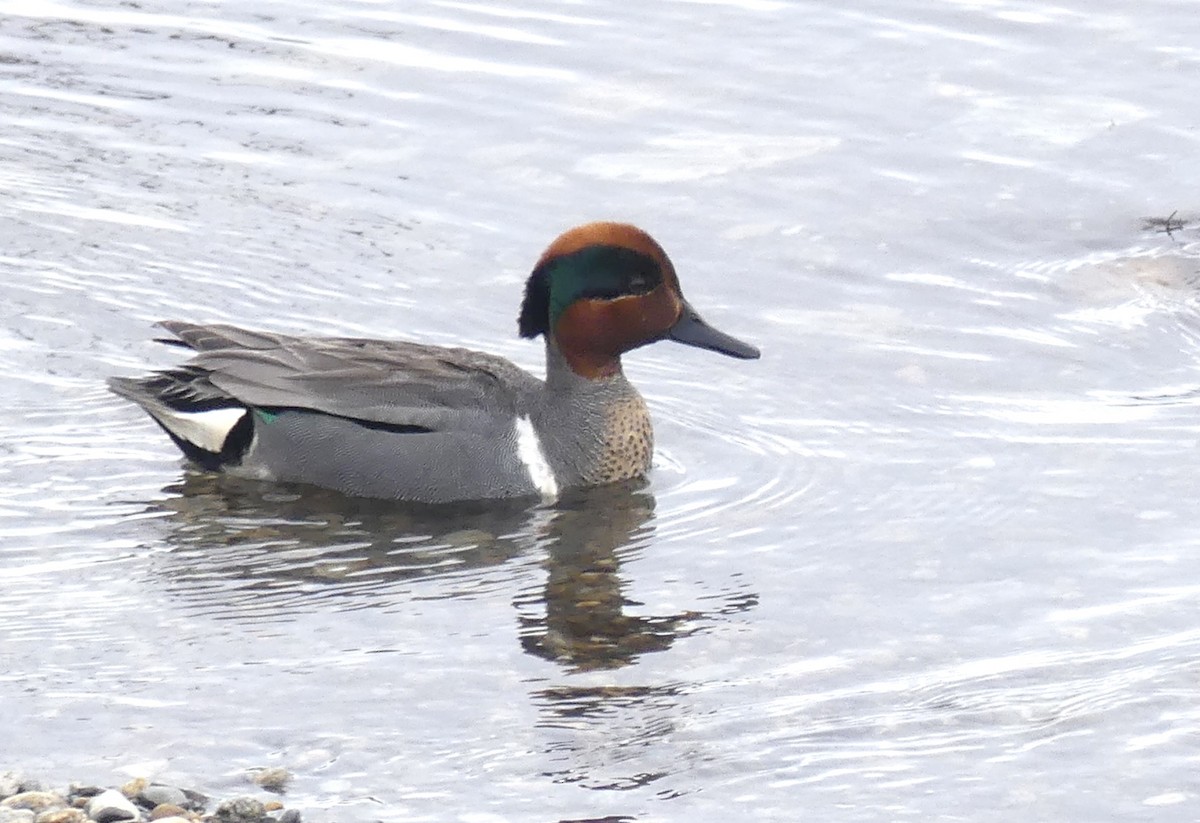 eBird Checklist - 11 Jun 2023 - Nome-Teller Hwy--Sinuk River (MP N26.7 ...