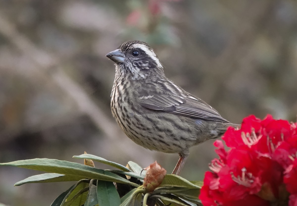 ML584291331 - Spot-winged Rosefinch - Macaulay Library