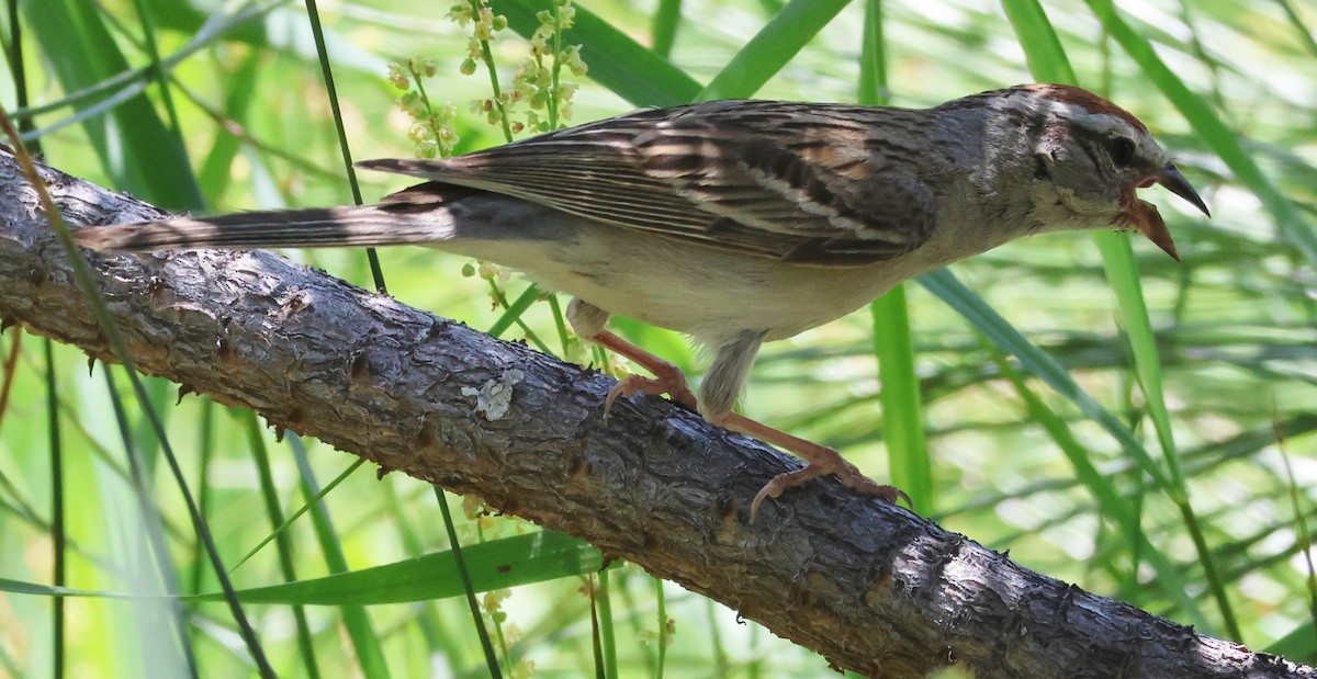ML584324861 - Chipping Sparrow - Macaulay Library