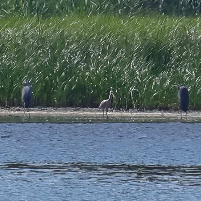 eBird Checklist - 13 Jun 2023 - Hog Island WMA - 41 species