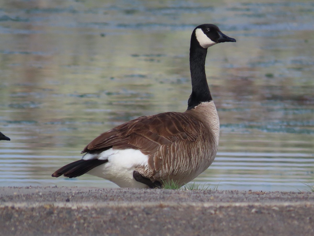 eBird Checklist - 11 Jun 2023 - Hagerman WMA--Riley Pond - 47 species