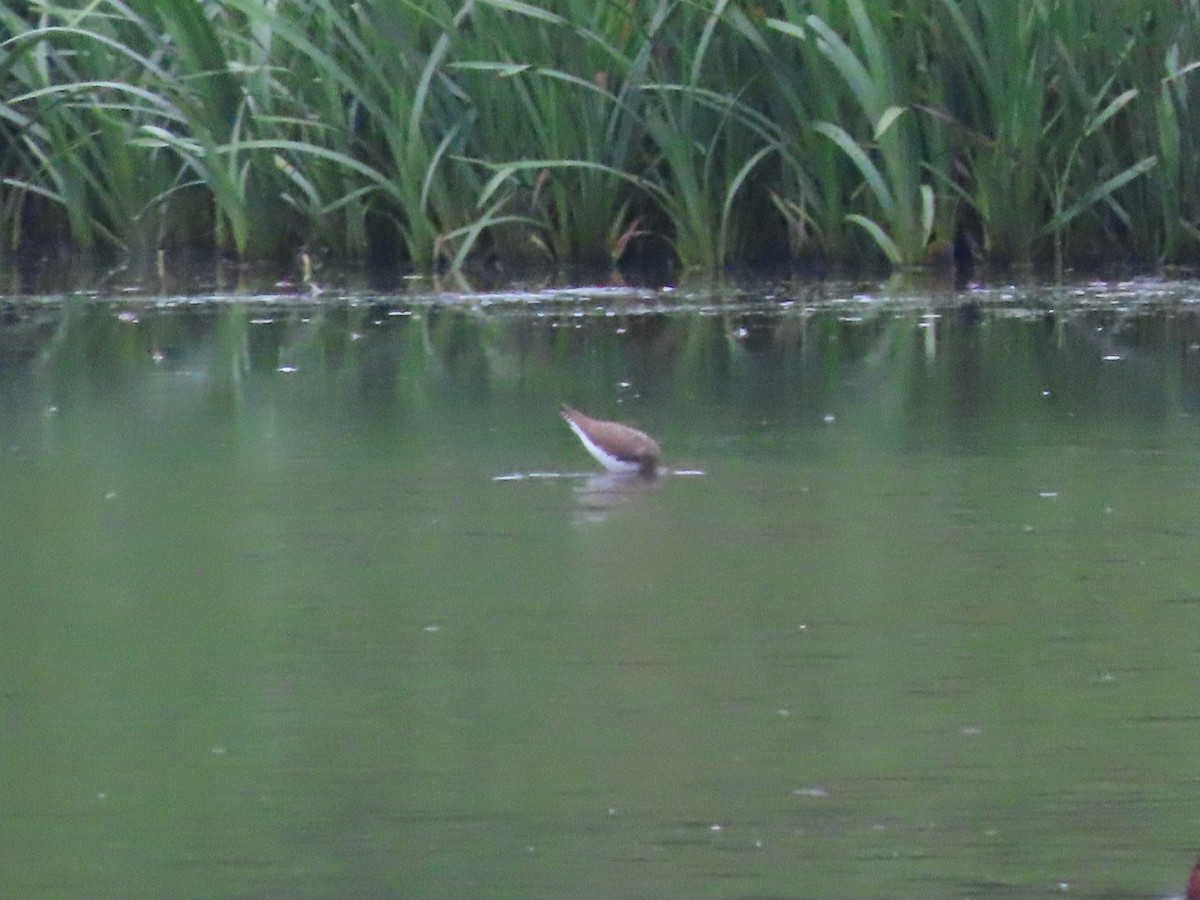 eBird Checklist - 11 Jun 2023 - Corvera--La Furta, Cancienes - 12 species
