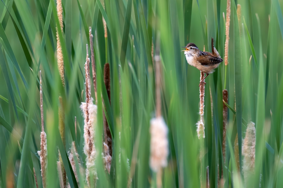 ML584924431 - Marsh Wren - Macaulay Library