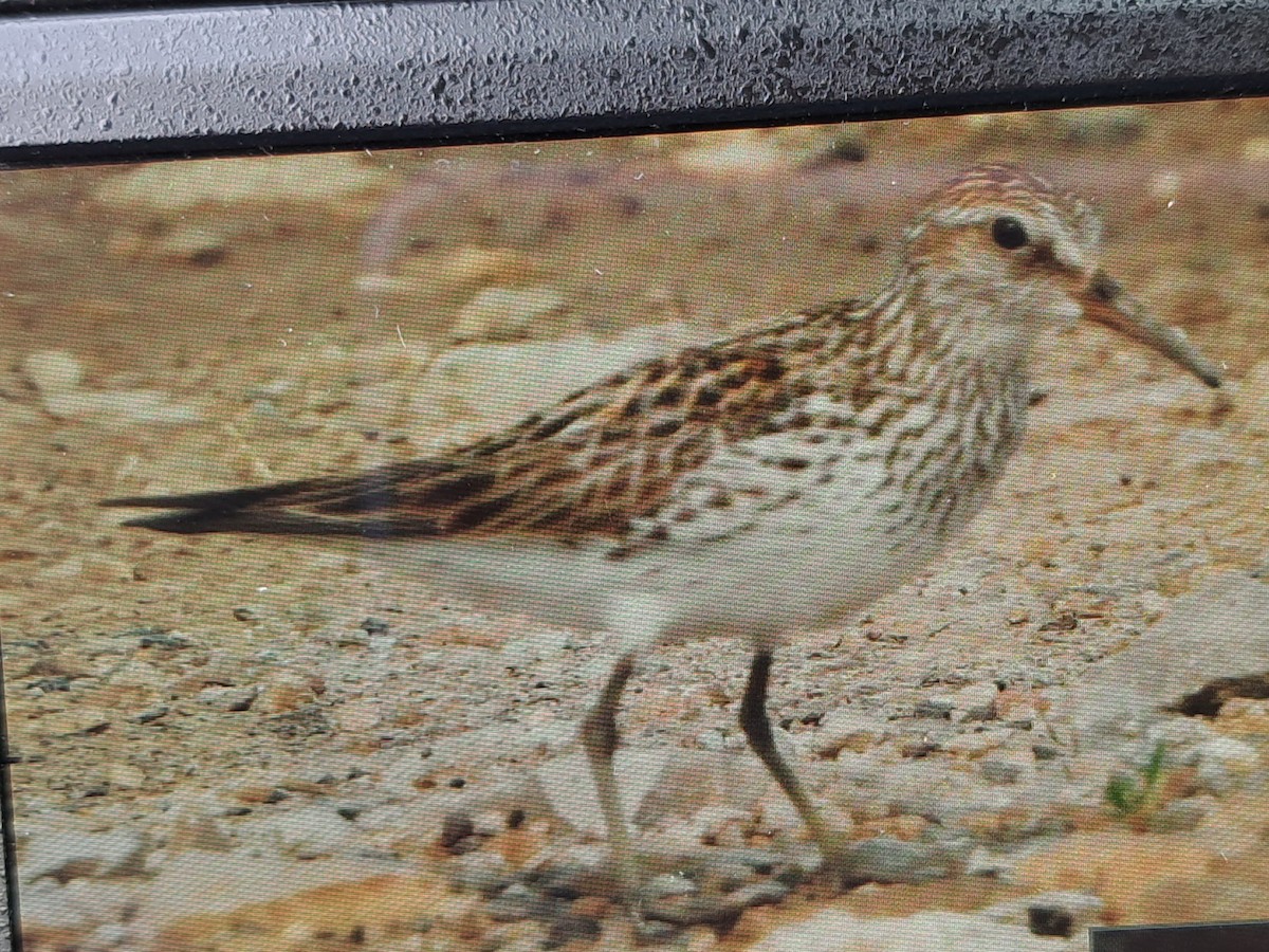 eBird Checklist - 15 Jun 2023 - Lorain Harbor--Fishing Pier - 6 species