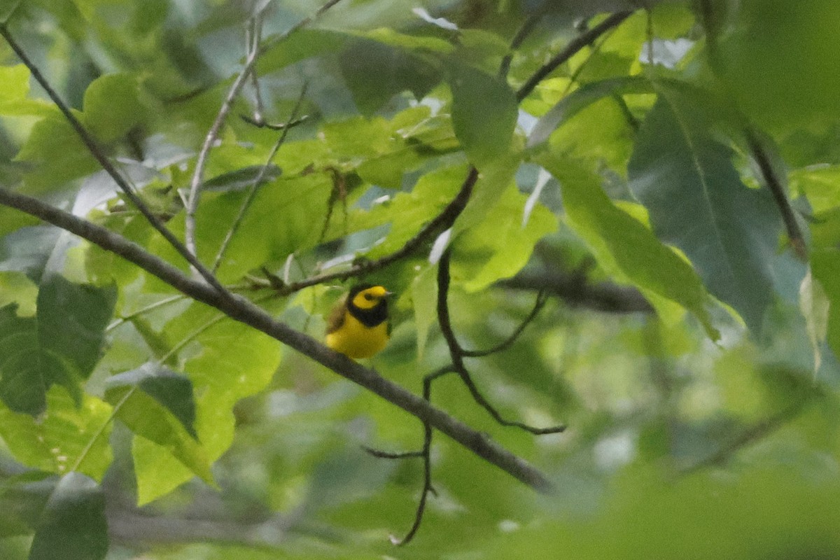 eBird Checklist - 14 Jun 2023 - Grace Robson State Wildlife Sanctuary ...