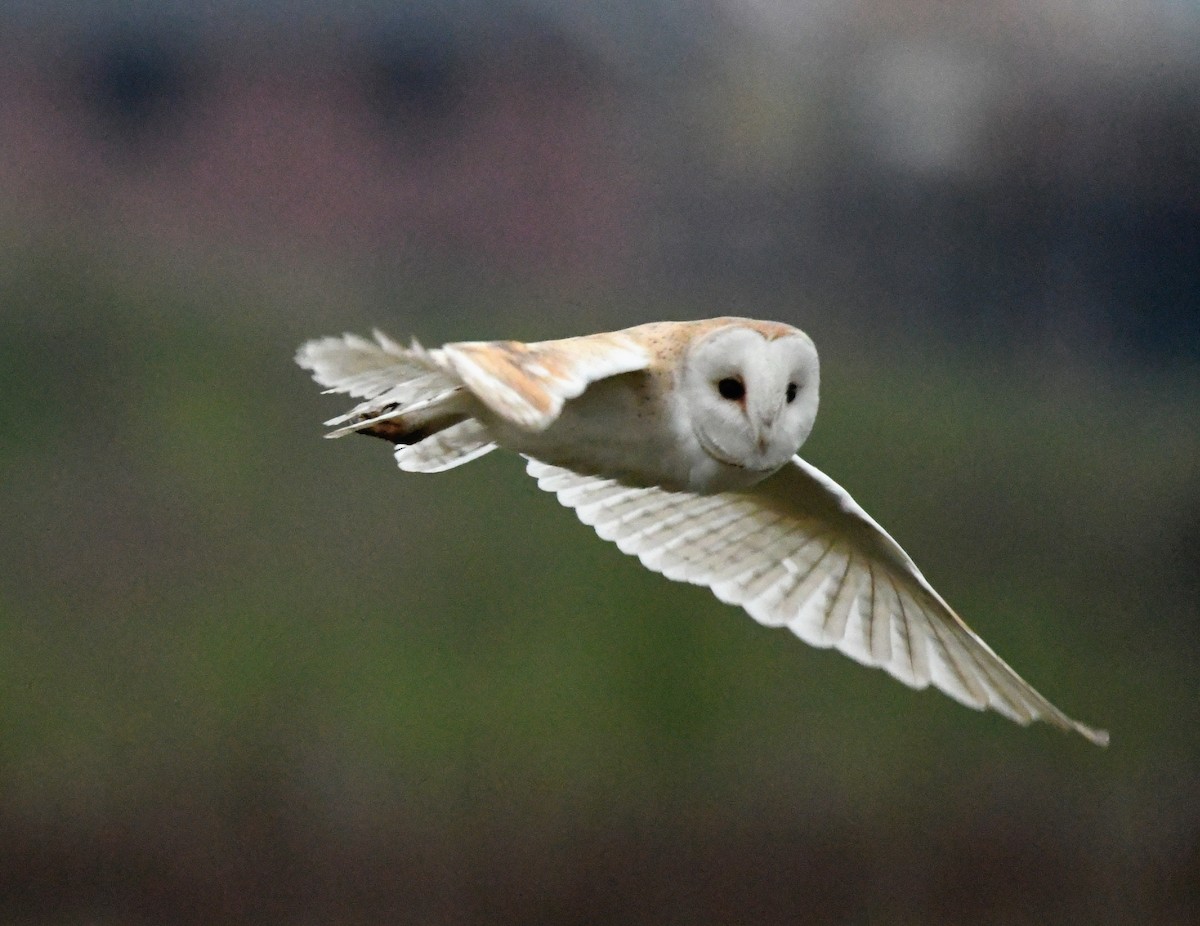 ML585279841 - Western Barn Owl (Eurasian) - Macaulay Library