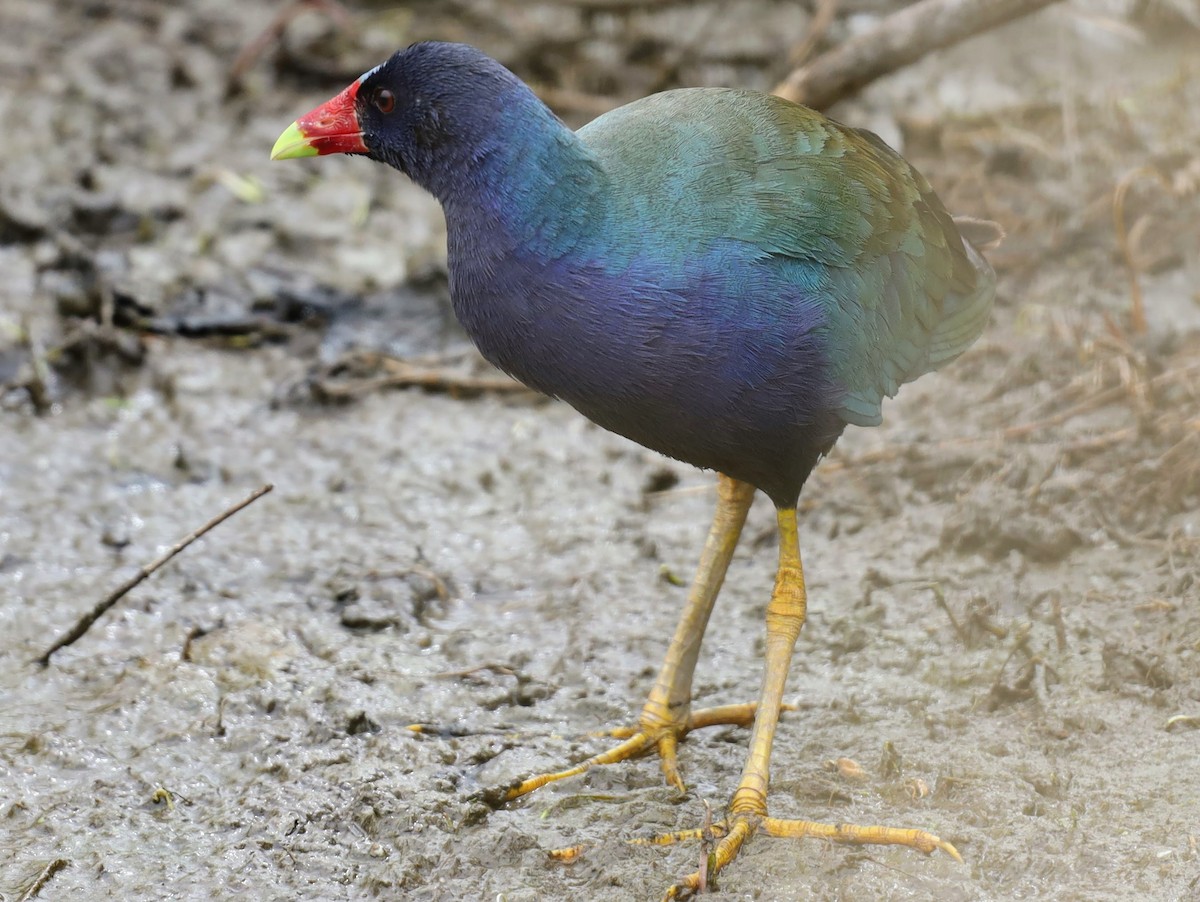 eBird Checklist - 7 May 2023 - Pipe Creek Wildlife Area - 114 species