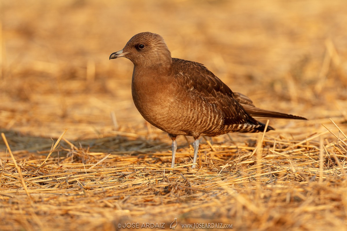 eBird Checklist - 3 Sep 2012 - Sangüesa--depuradora - 5 species