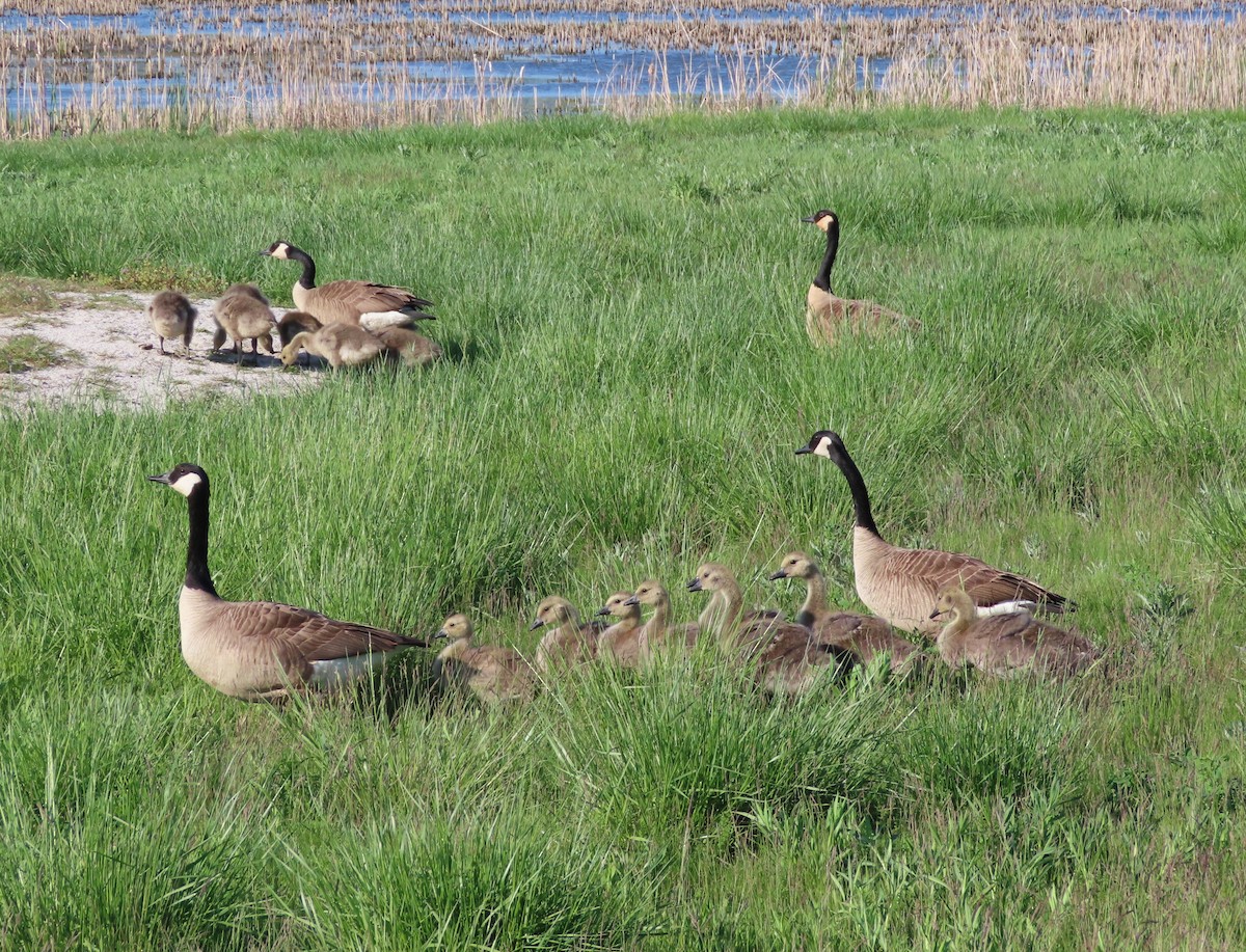 eBird Checklist - 17 May 2023 - Howard Marsh Metropark - 28 species