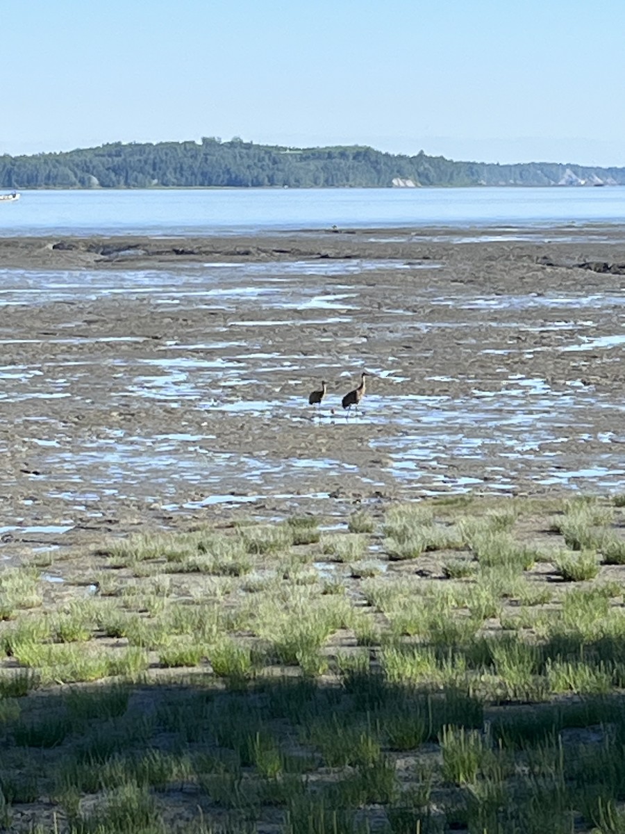 eBird Checklist - 18 Jun 2023 - Chester Creek & Fish Creek Mouths ...