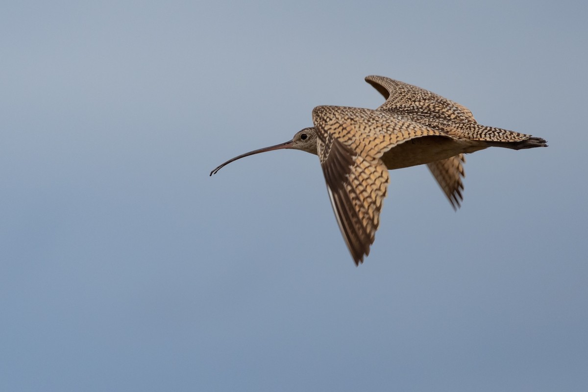 eBird Checklist - 18 Jun 2023 - Diehl Ranch Dr./Spokane Ranch Rd. - 17 ...