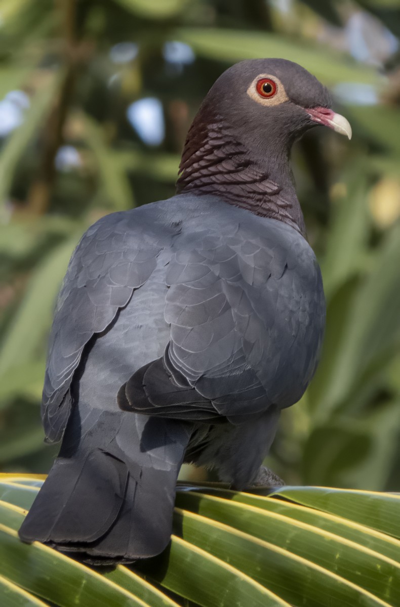 eBird Checklist - 29 Mar 2023 - Hato Neighborhood - 12 species