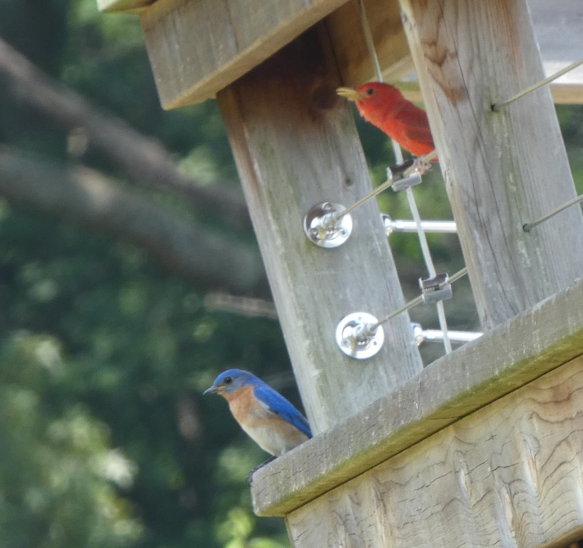 ML586304531 - Summer Tanager - Macaulay Library