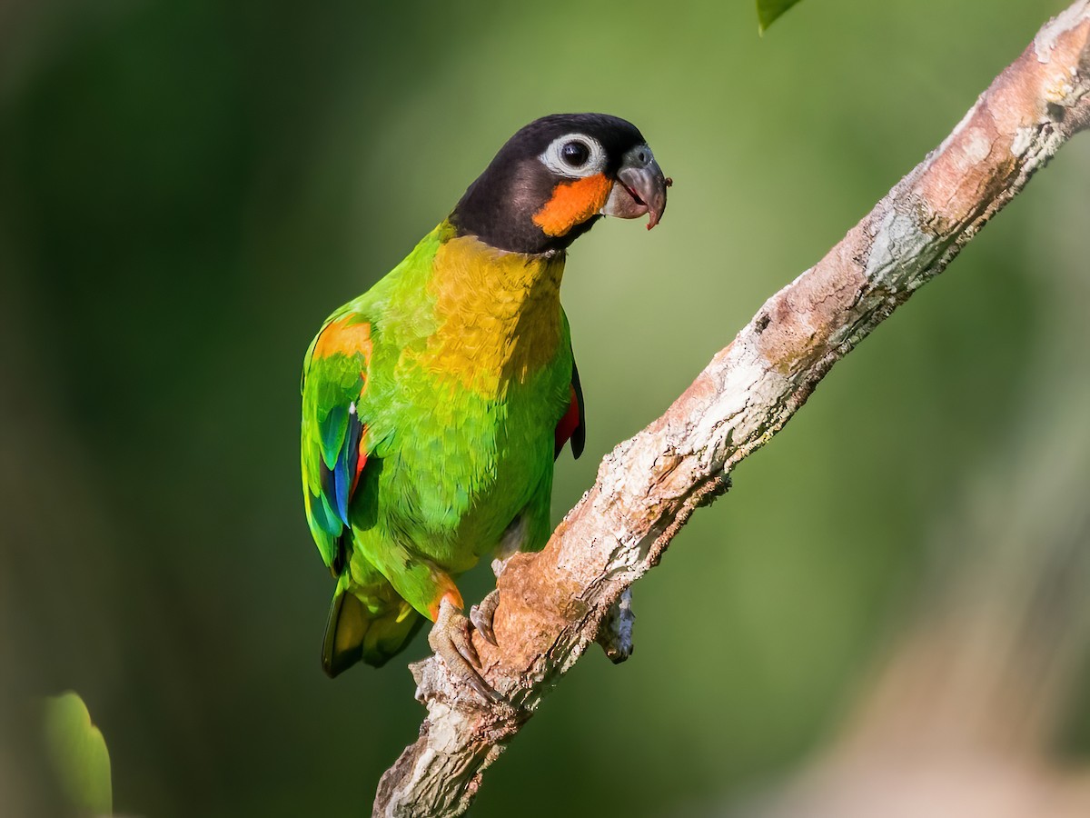 Orange-cheeked Parrot - Pyrilia barrabandi - Birds of the World