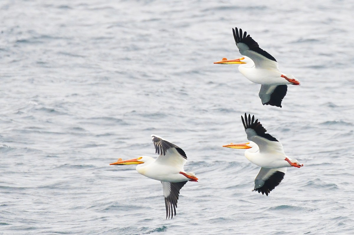 eBird Checklist - 7 May 2023 - Thunder Cape Bird Observatory - 50 ...