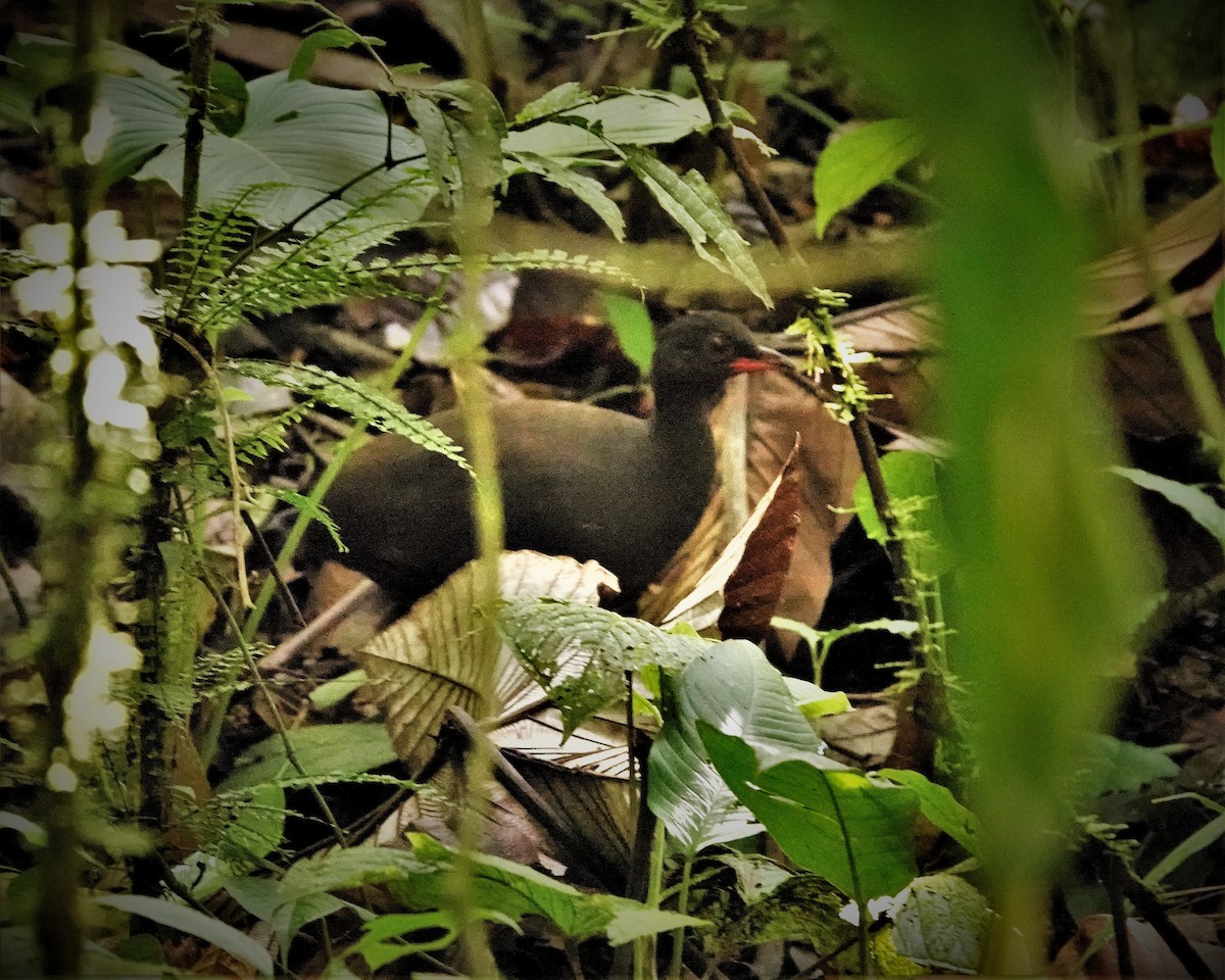 Berlepsch's Tinamou - Crypturellus berlepschi - Media Search - Macaulay ...