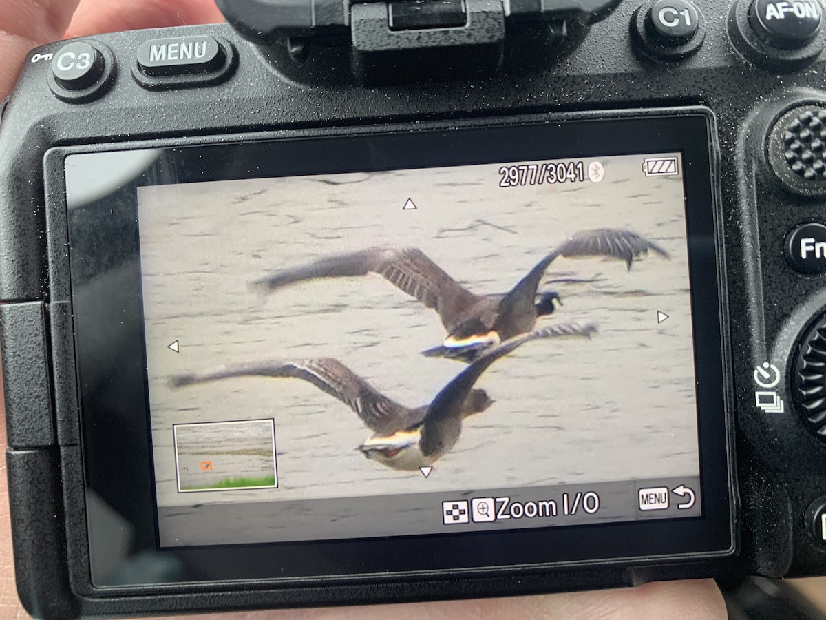 eBird Checklist - 20 Jun 2023 - Anchorage Coastal WR--Carr-Gottstein ...