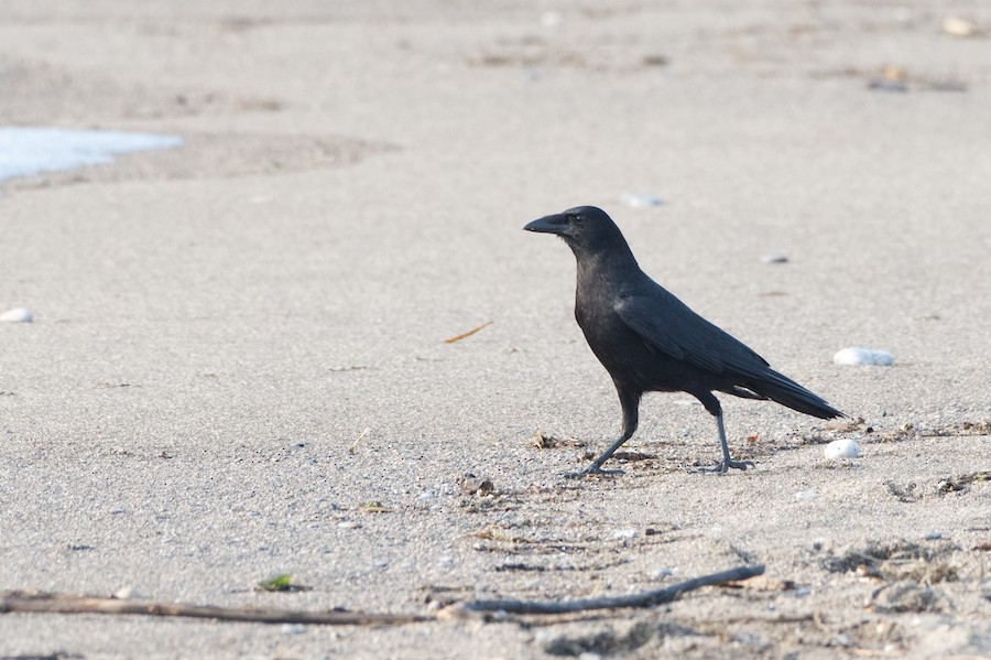 Corvus sp. - eBird