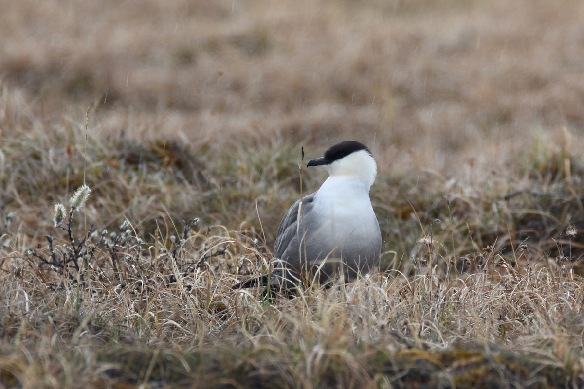 eBird Checklist - 15 Jun 2023 - Dalton Hwy, Prudhoe Bay US-AK (70.1193 ...