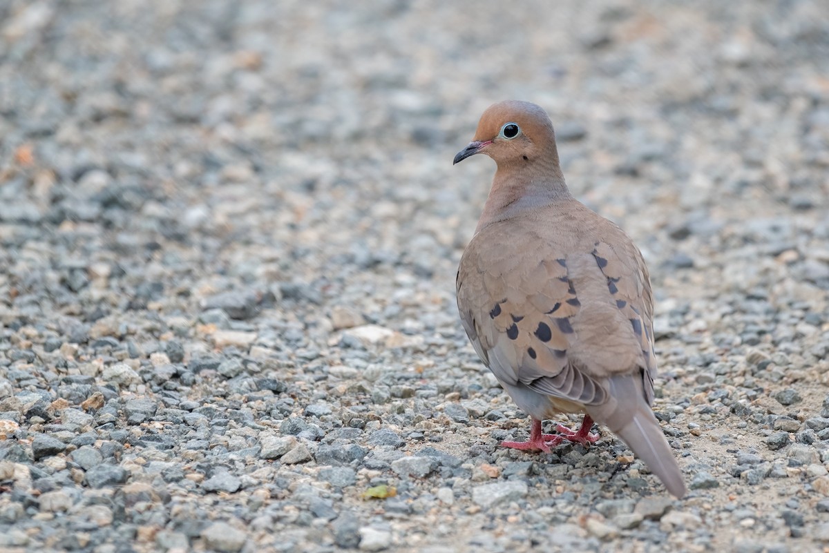 eBird Checklist - 21 Jun 2023 - John Heinz NWR--impoundment (Philadelphia Co.) - 44 species