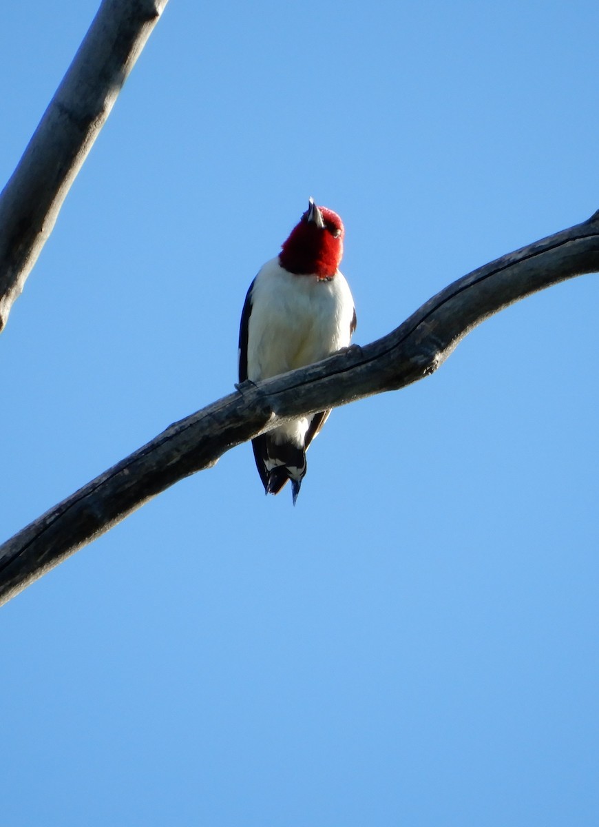 eBird Checklist - 22 Jun 2023 - Redheaded woodpecker - 1 species