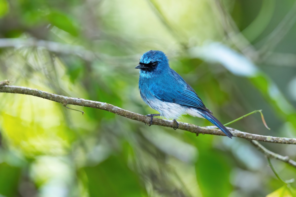 ML587365351 - Indigo Flycatcher (Javan) - Macaulay Library