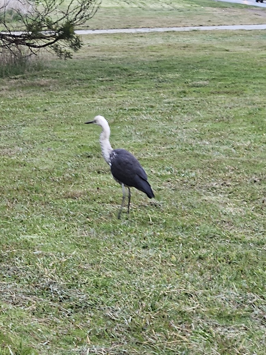 eBird Checklist - 23 Jun 2023 - 21 Clark Close, Spence, Australian ...