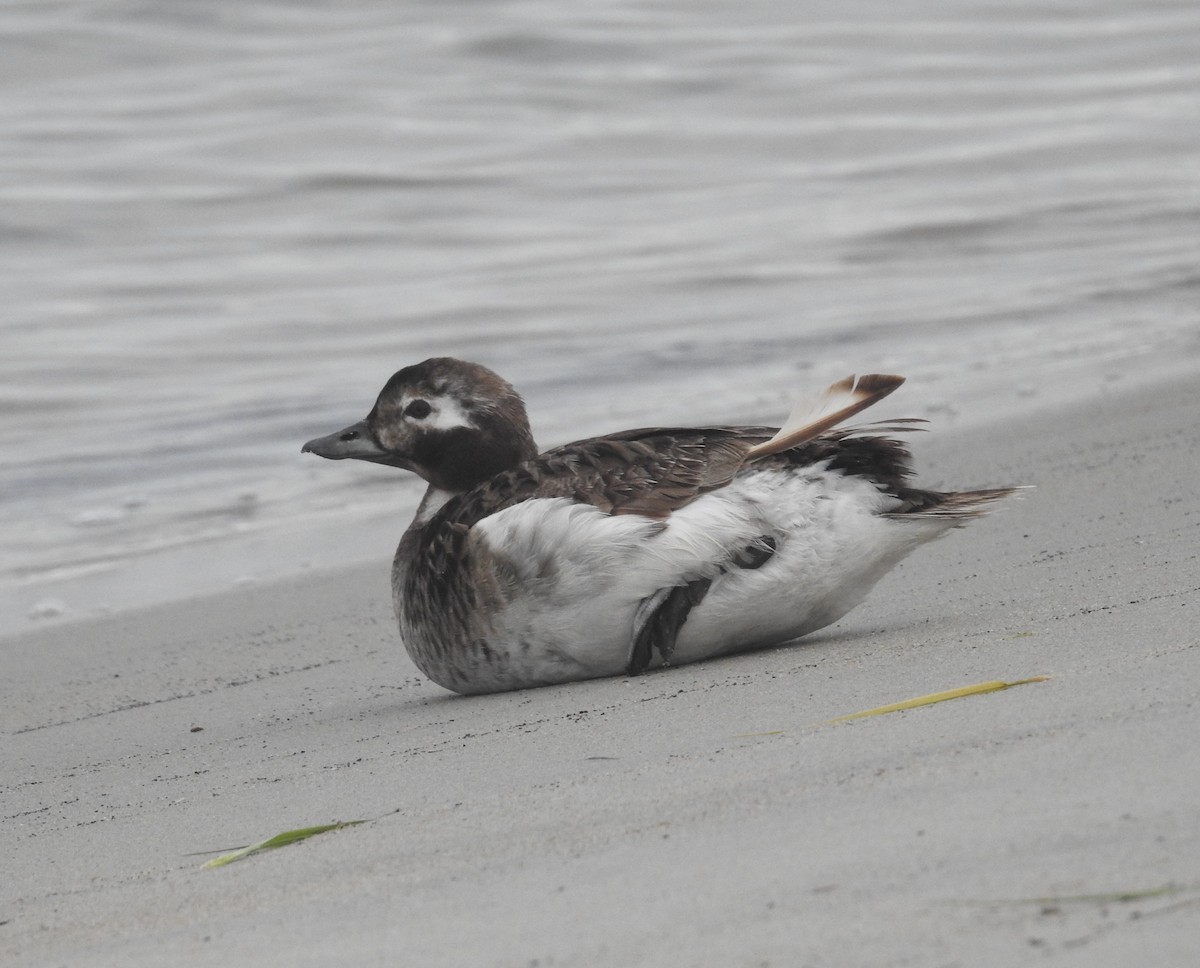 eBird Checklist - 23 Jun 2023 - Parker River NWR - 58 species