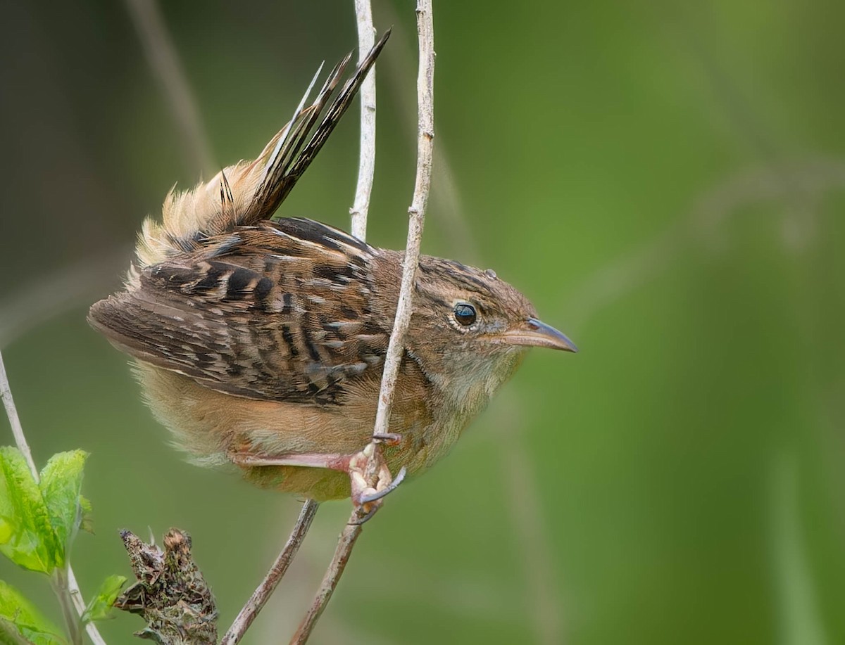 ML587575781 - Sedge Wren - Macaulay Library