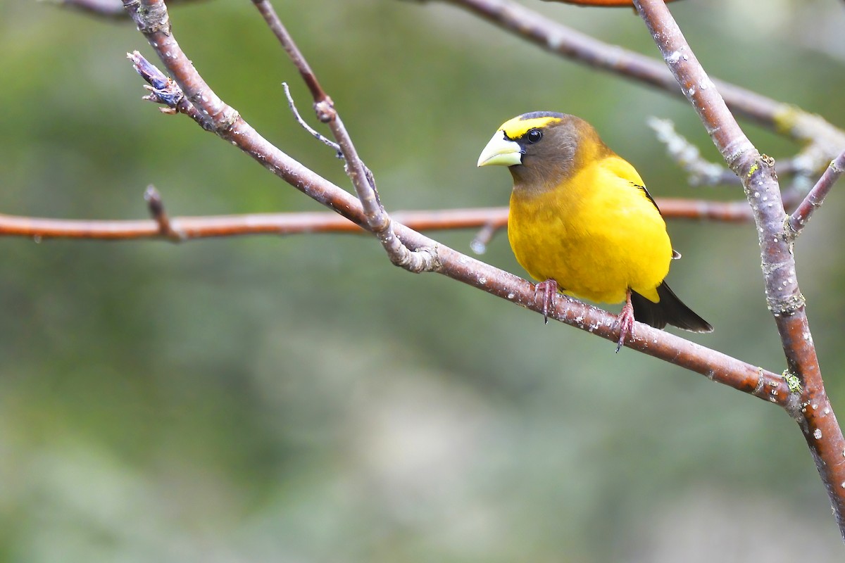 eBird Checklist - 11 May 2023 - Thunder Cape Bird Observatory - 62 ...