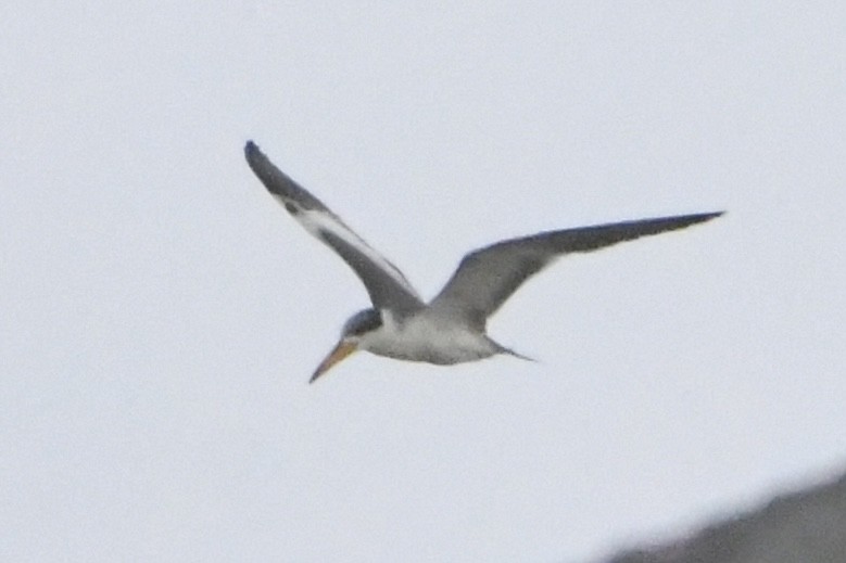 ML587621061 - Large-billed Tern - Macaulay Library