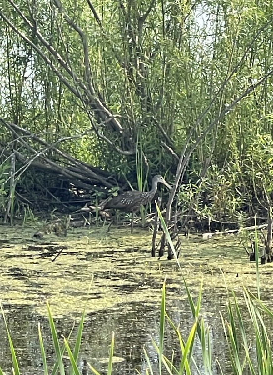 eBird Checklist - 17 Jun 2023 - Horicon NWR--Hwy. 49 (Dodge Co.) - 1 ...