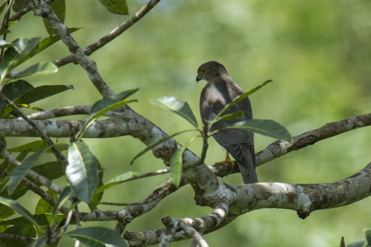 eBird Checklist - 4 Oct 2016 - Mangalore Institute of Technology and ...