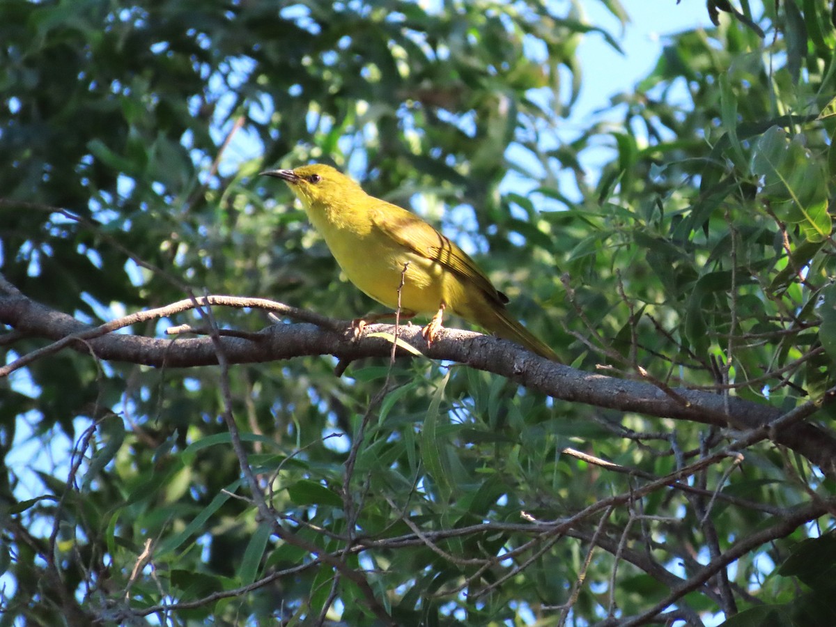 eBird Checklist - 25 Jun 2023 - 310 Saint Lawrence North Road, Saint ...