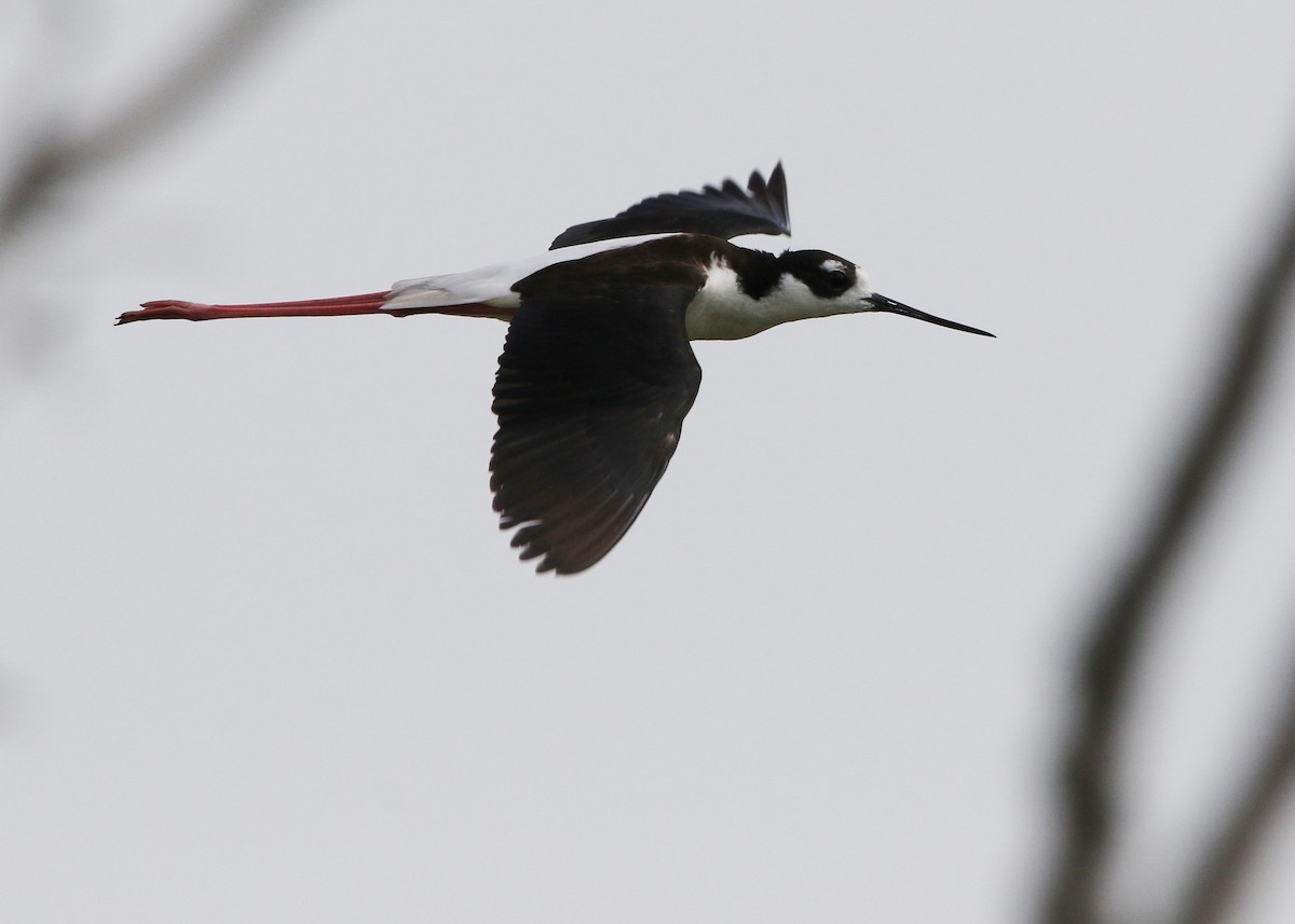 eBird Checklist - 25 Jun 2023 - Howard Marsh Metropark - 17 species