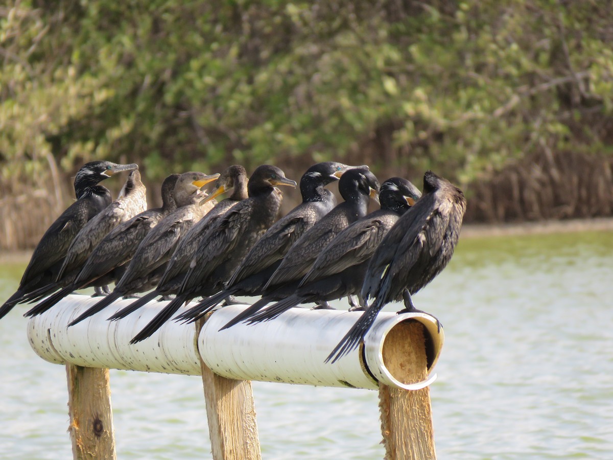 ML58817871 - Neotropic Cormorant - Macaulay Library