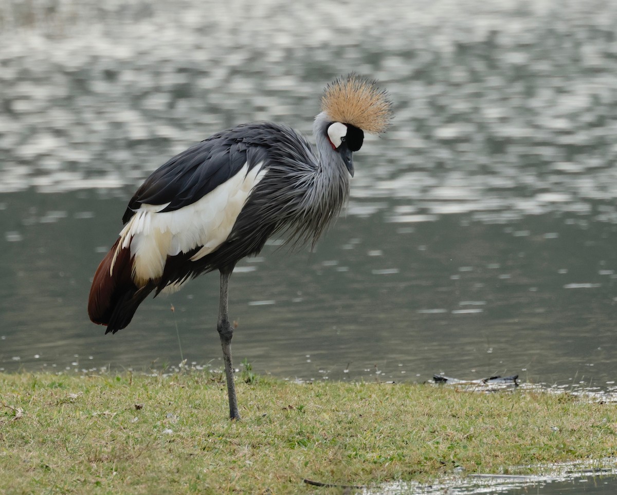 eBird Checklist - 25 Jun 2023 - Morgans Bay - 45 species